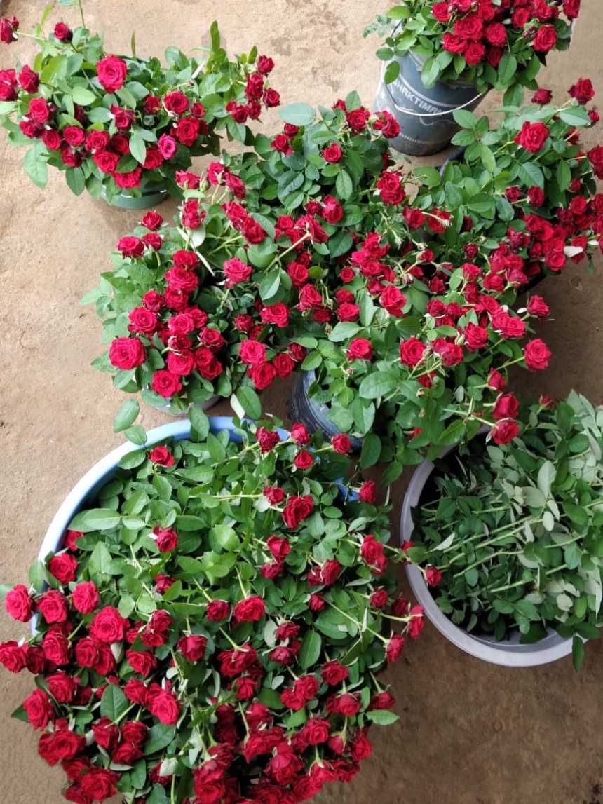 Red Dutch Roses गुलाब फूल – Bunch of 20 – (THOF) – Tribecart