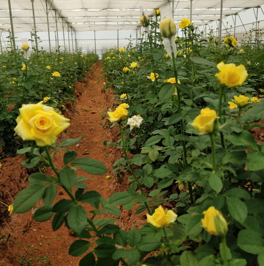 Yellow Dutch Roses गुलाब फूल – Bunch of 20 – (THOF) – Tribecart